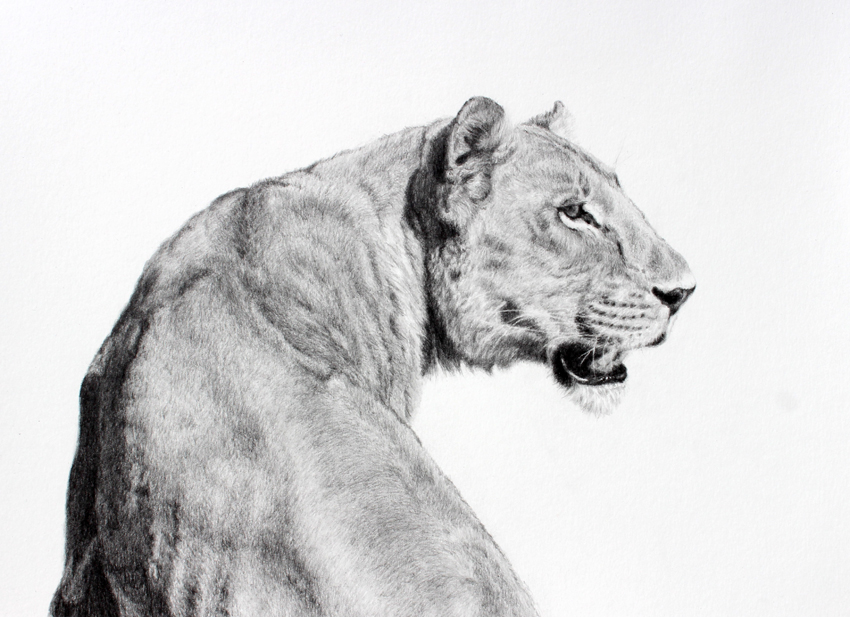 Cindy Wider interviews Wildlife Artist Kate Jenvey