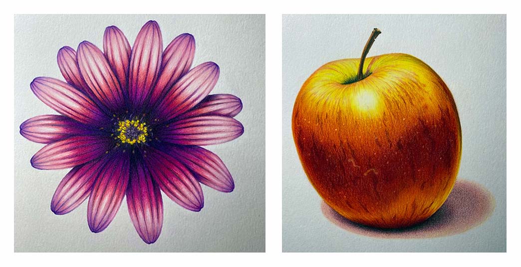 8-katyayanovich-apple-daisy-web - Learn to Draw and Color with Cindy Wider