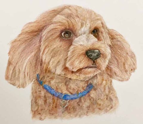 Learn to Draw a Pet Dog Portrait - Wags the Cavoodle