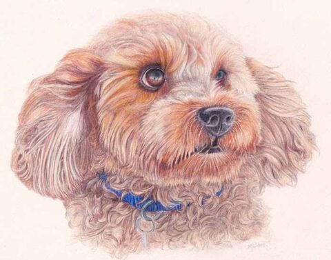 Learn to Draw a Pet Dog Portrait - Wags the Cavoodle