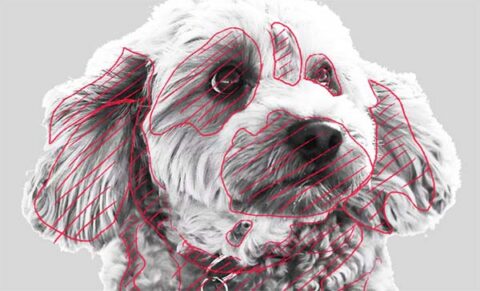 Learn to Draw a Pet Dog Portrait - Wags the Cavoodle